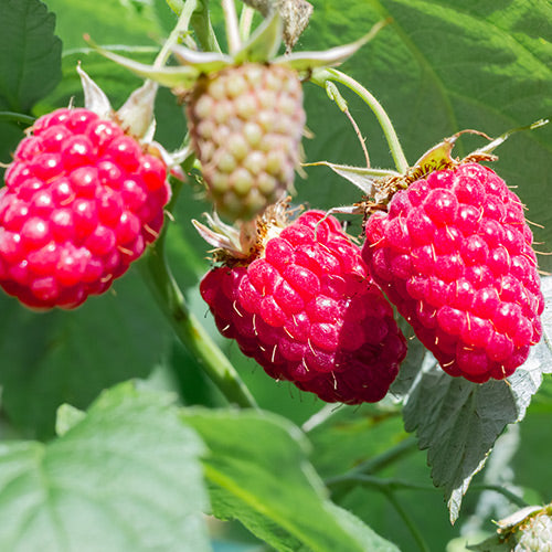 Fruit Plants UK | Buy Soft Fruit & Fruit Trees Online – Harringtons Roses